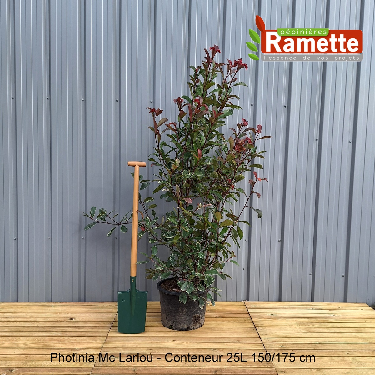 Photinia Louise Mac Larlou - Photinia panaché - Arbres et Arbustes ...