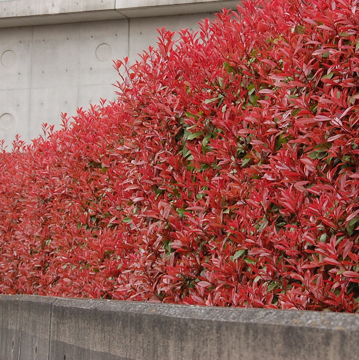 Photinia Red Robin - Laurier à feuilles rouge - Arbres et Arbustes ...