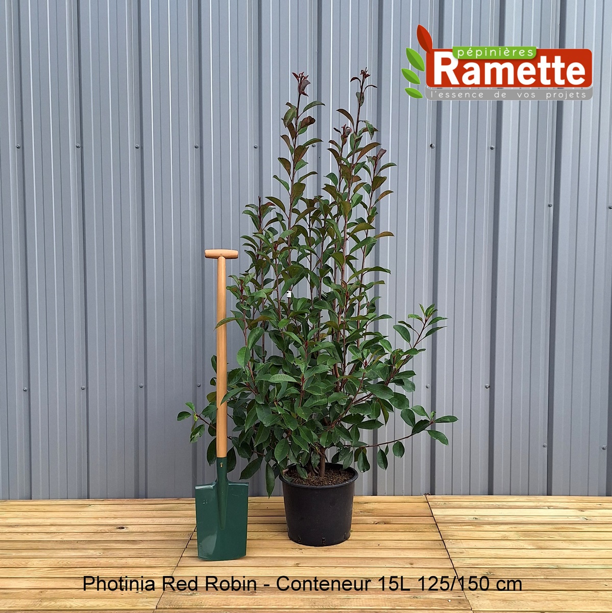 Photinia Red Robin - Laurier à feuilles rouge - Arbres et Arbustes ...