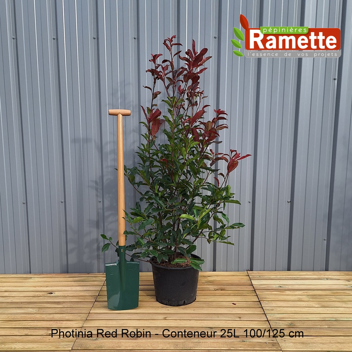 Photinia Red Robin - Laurier à feuilles rouge - Arbres et Arbustes ...