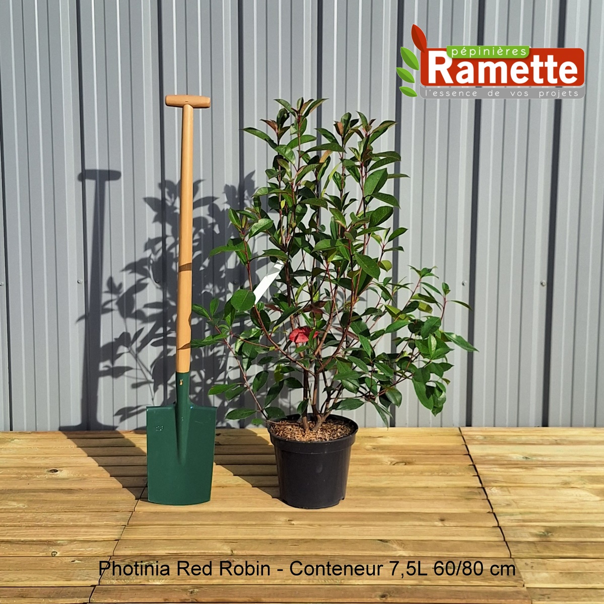 Photinia Red Robin - Laurier à feuilles rouge - Arbres et Arbustes ...