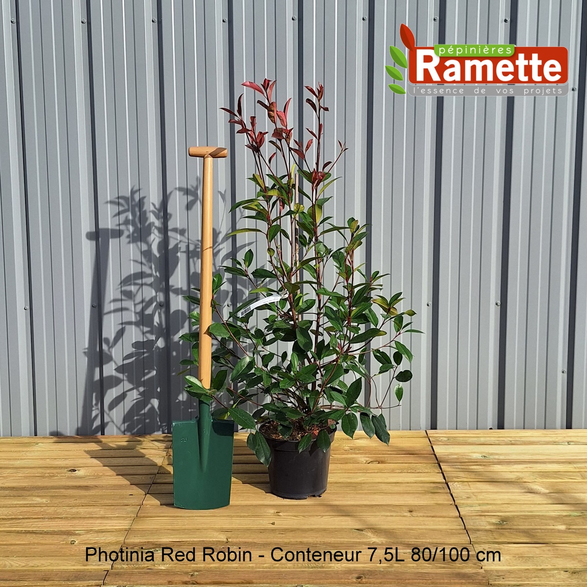 Photinia Red Robin - Laurier à feuilles rouge - Arbres et Arbustes ...