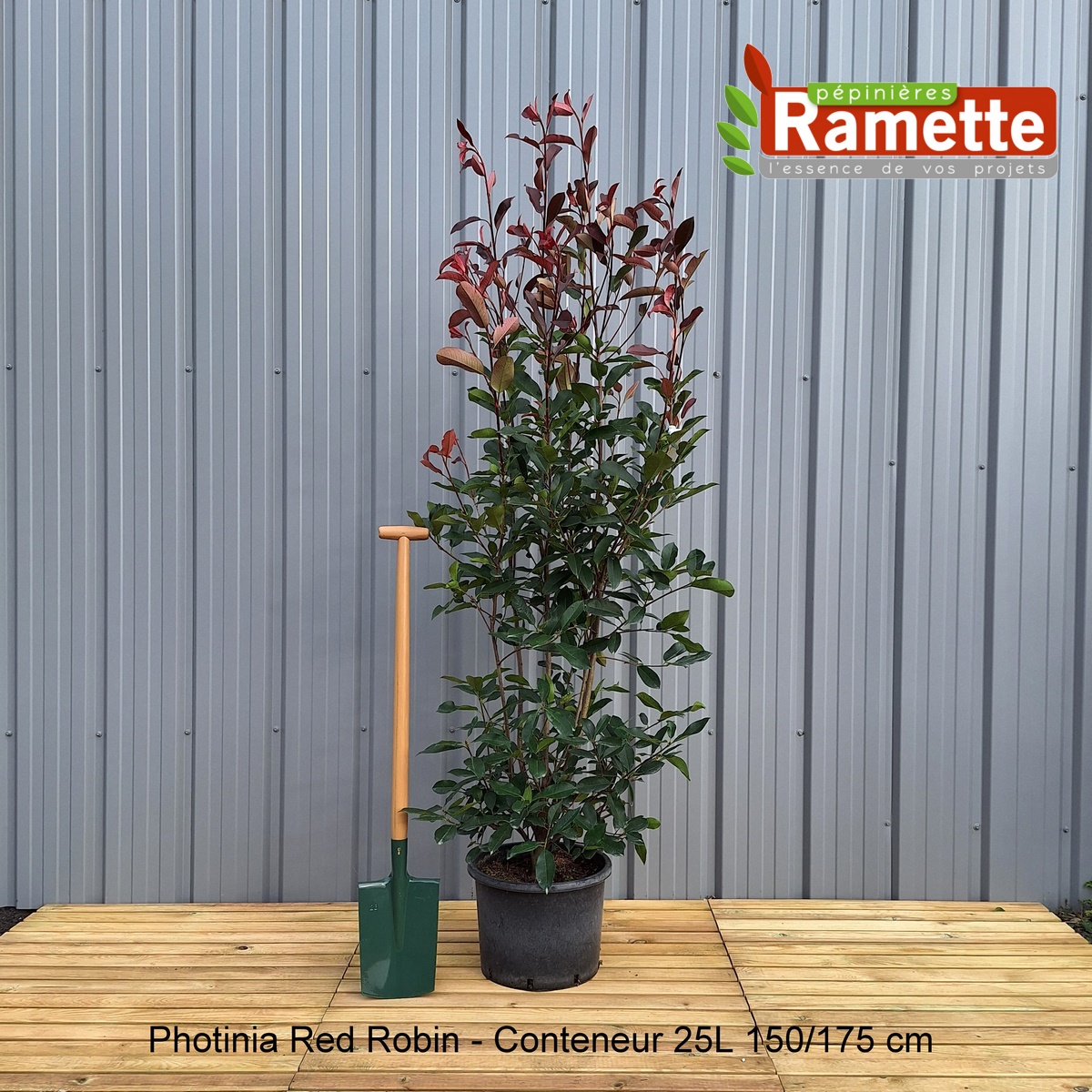 Photinia Red Robin - Laurier à feuilles rouge - Arbres et Arbustes ...