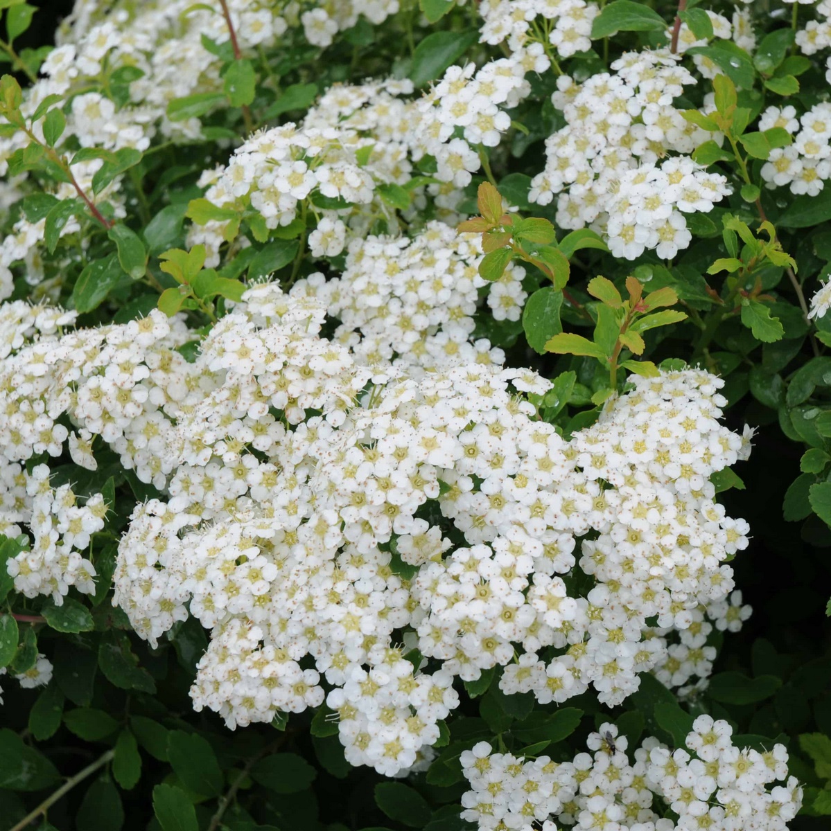 Spiraea Snowmound - Spirée Japonaise - Arbres et Arbustes/Arbustes à ...