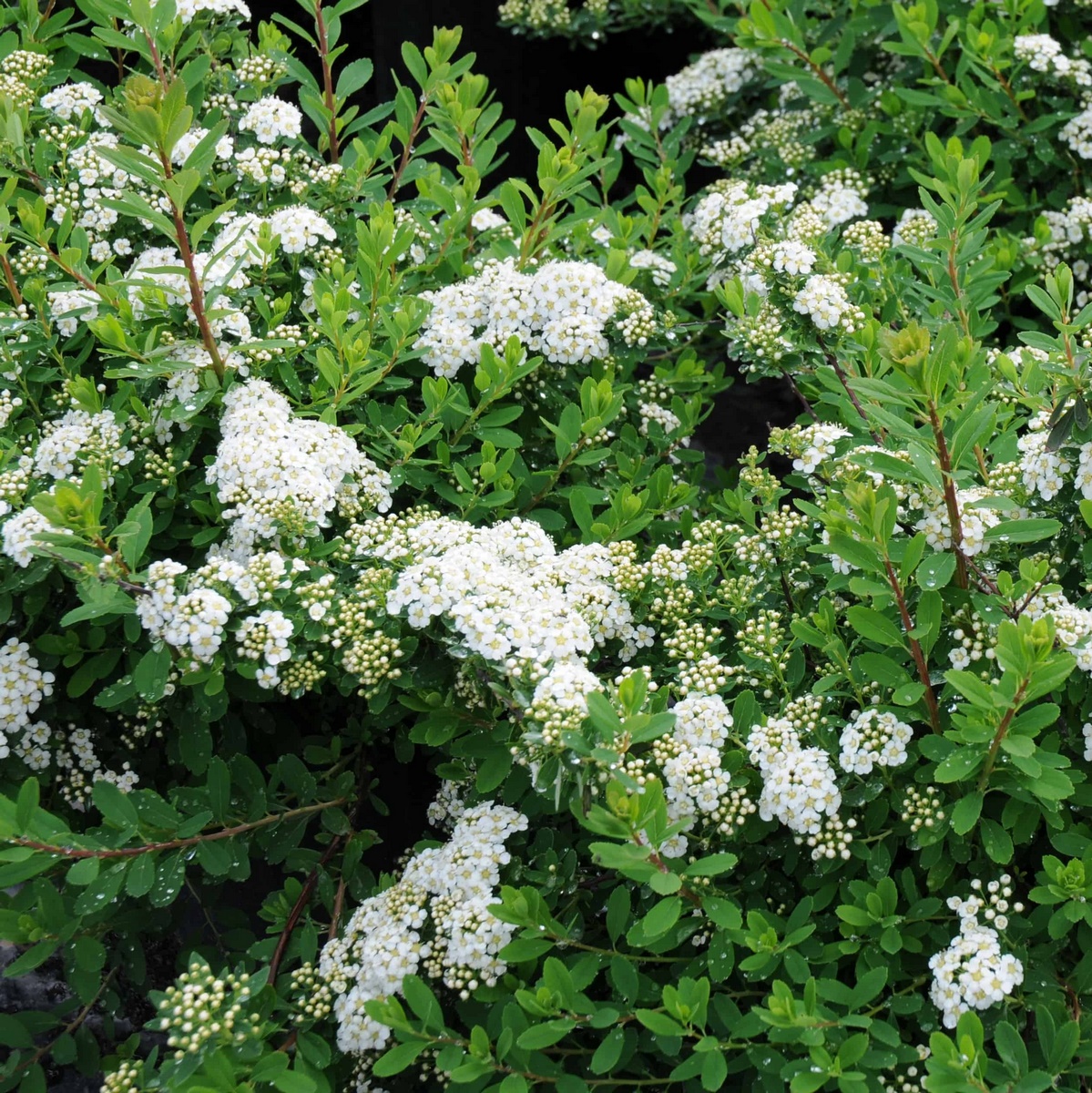 Spiraea Snowmound - Spirée Japonaise - Arbres et Arbustes/Arbustes à ...