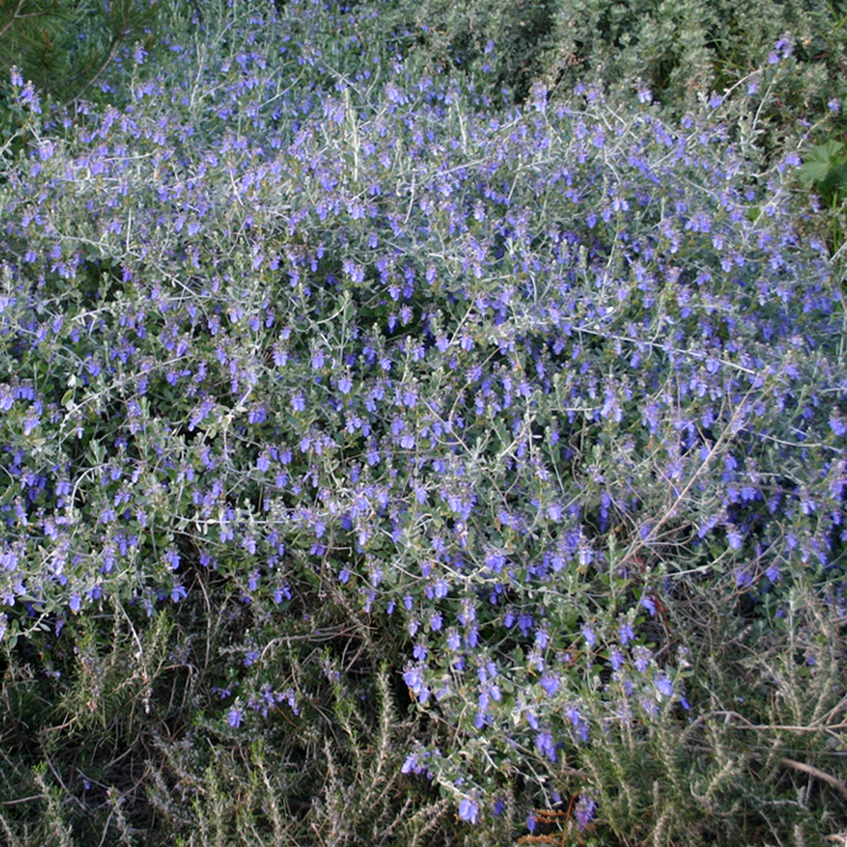 Teucrium fruticans - Germandrée - Arbres et Arbustes/Arbustes à Fleurs ...
