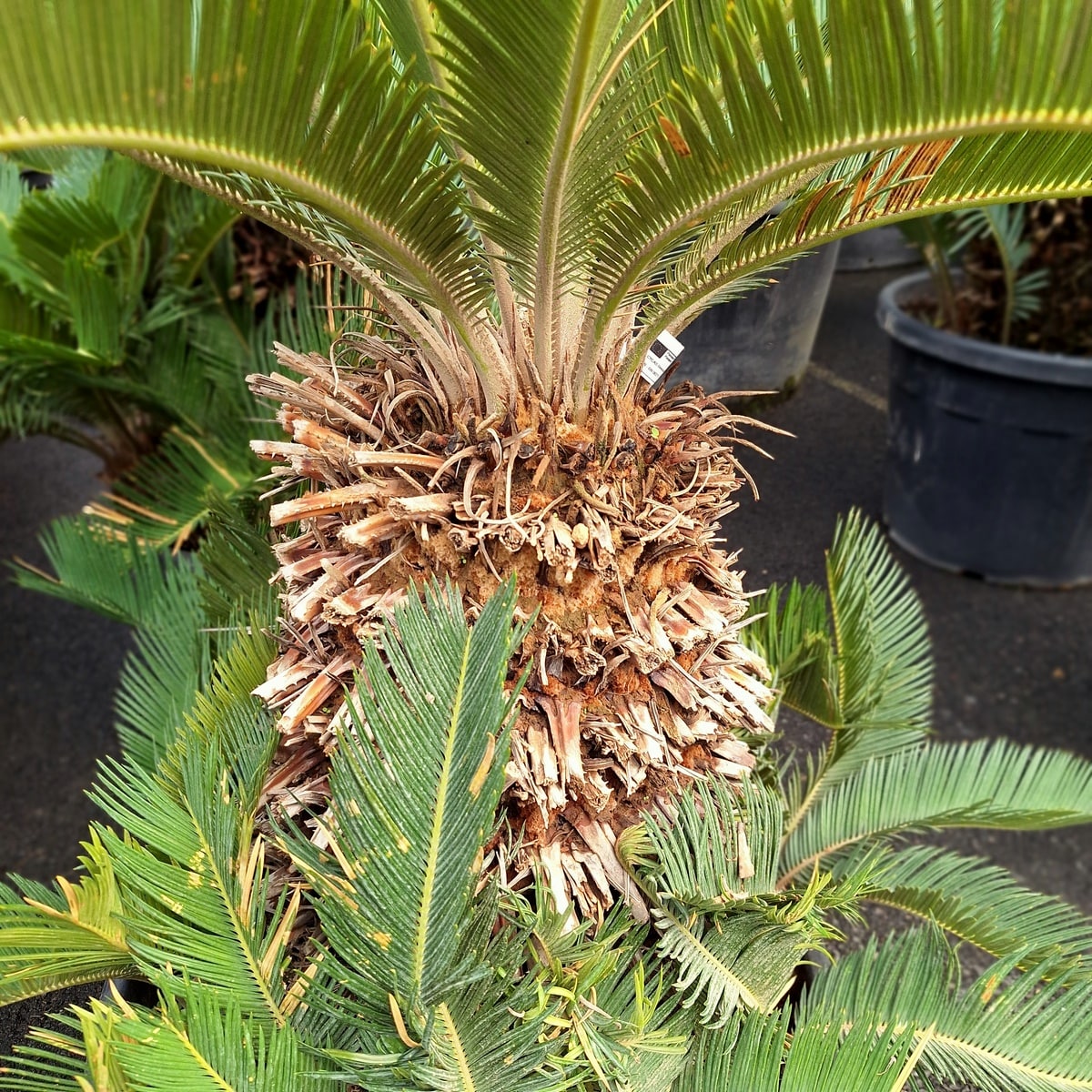 Cycas Revoluta - Cycas du Japon - Palmiers et Compagnie/Tous les ...