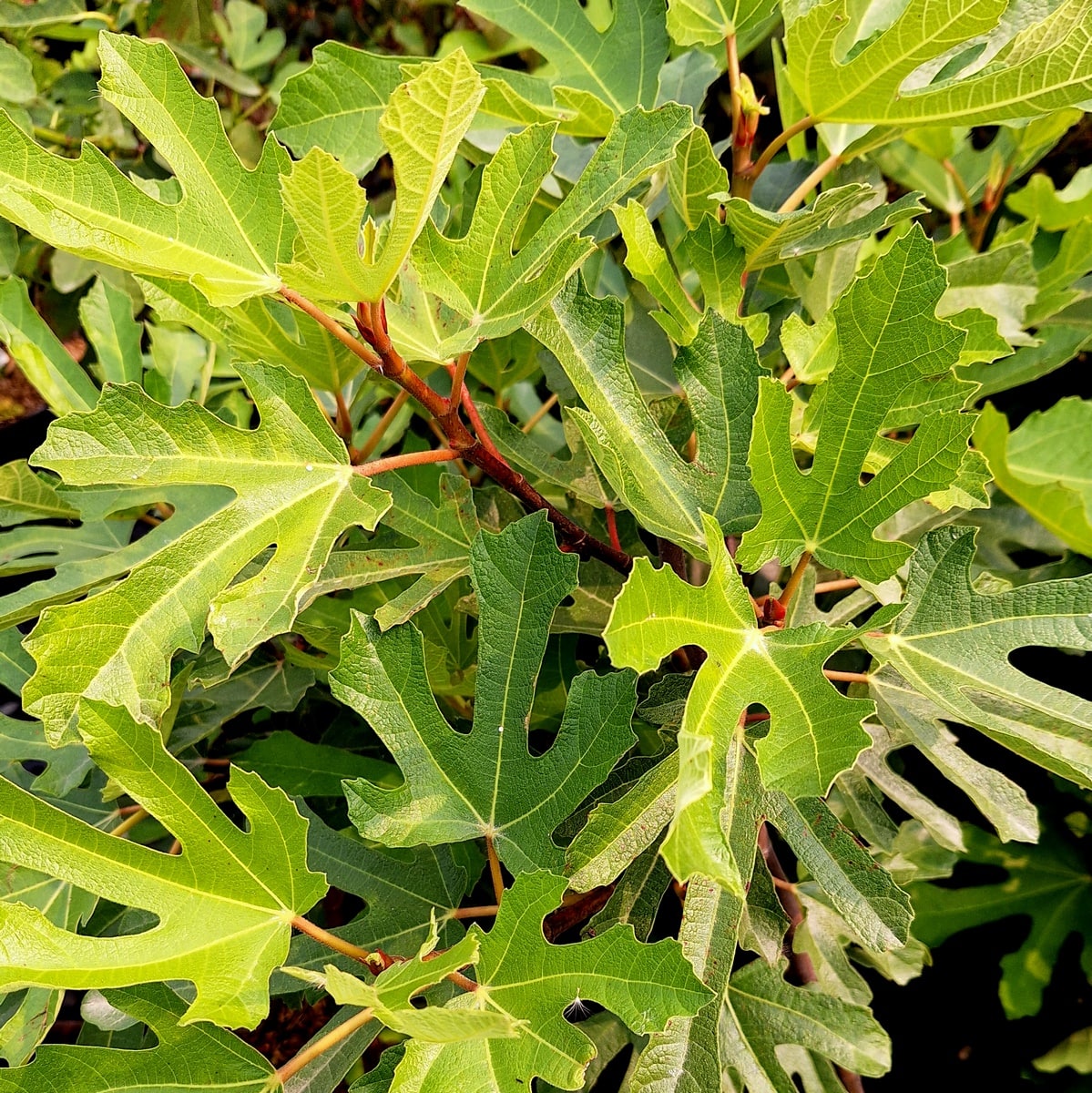 Figuier Figality - Figuier Nain - - shop-ramette.fr