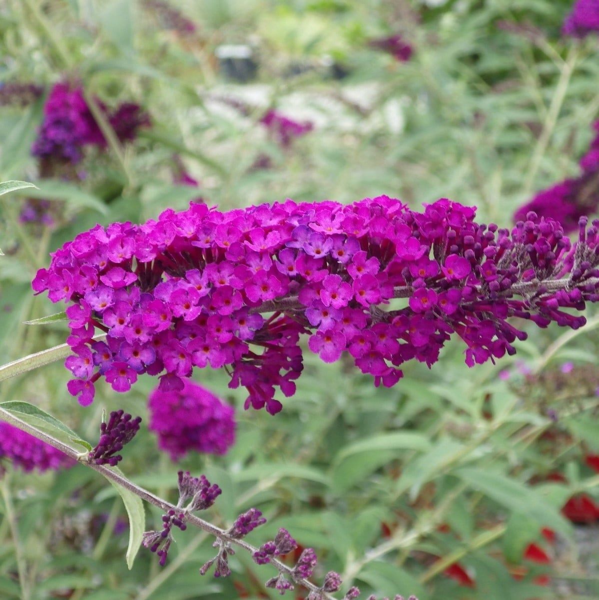 Buddleja Royal Red - Arbre aux papillons - Buddleia - Arbres et ...