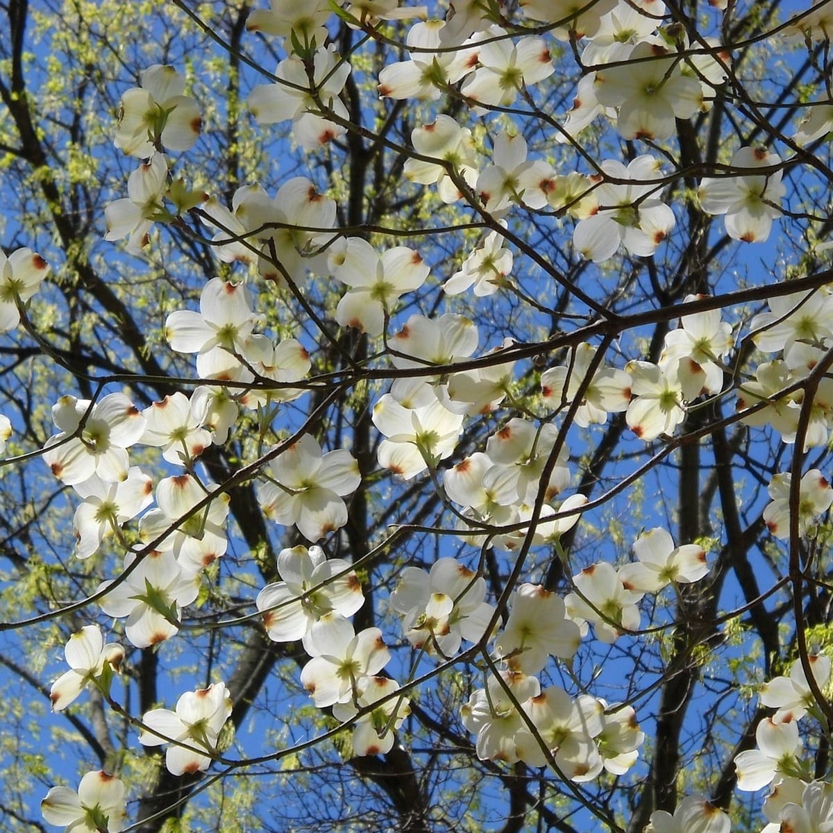 Cornus Florida - Cornouiller à Fleurs d'Amérique - Arbres et Arbustes ...