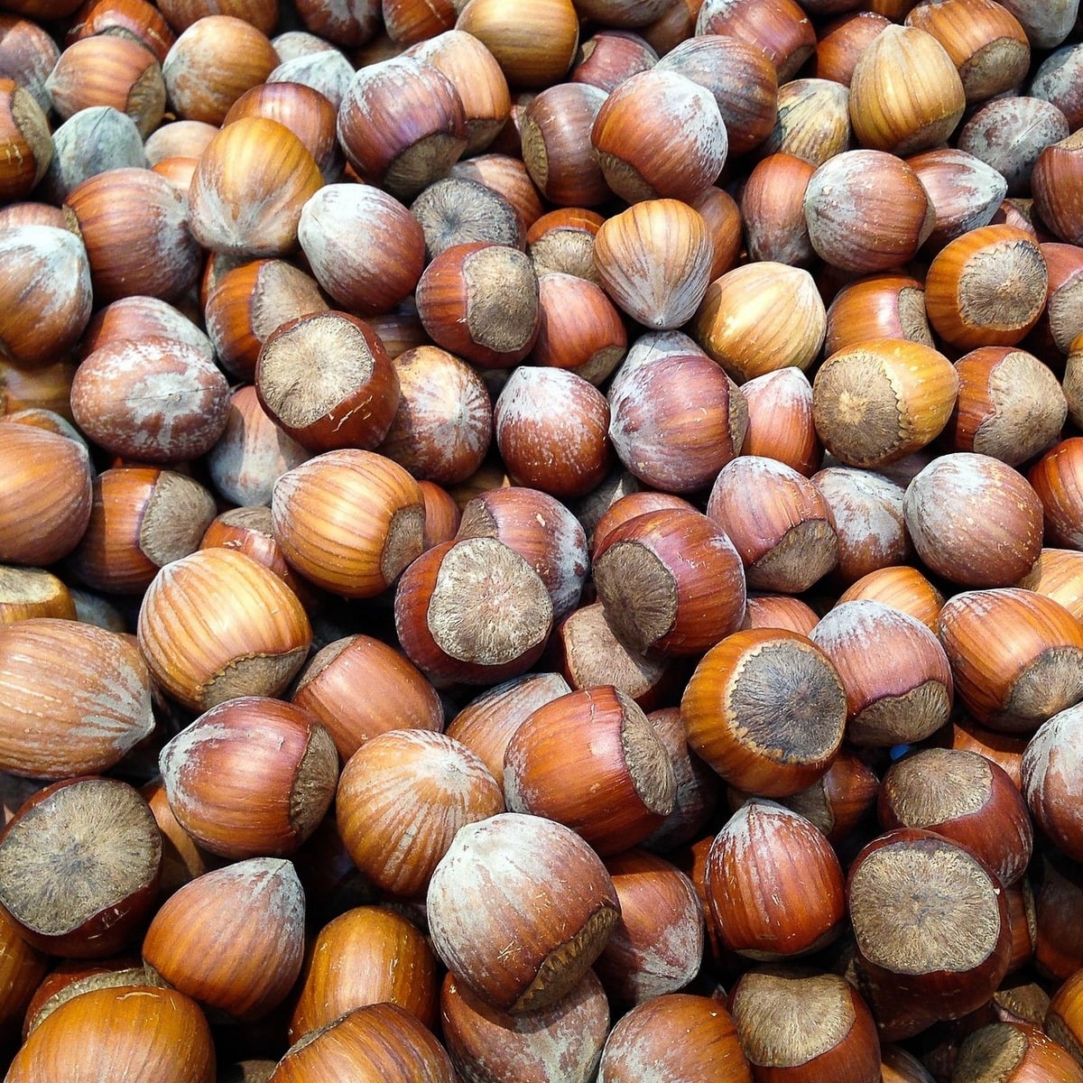 Corylus Avellana - Noisetier Commun - Arbres et Arbustes/Arbustes à ...