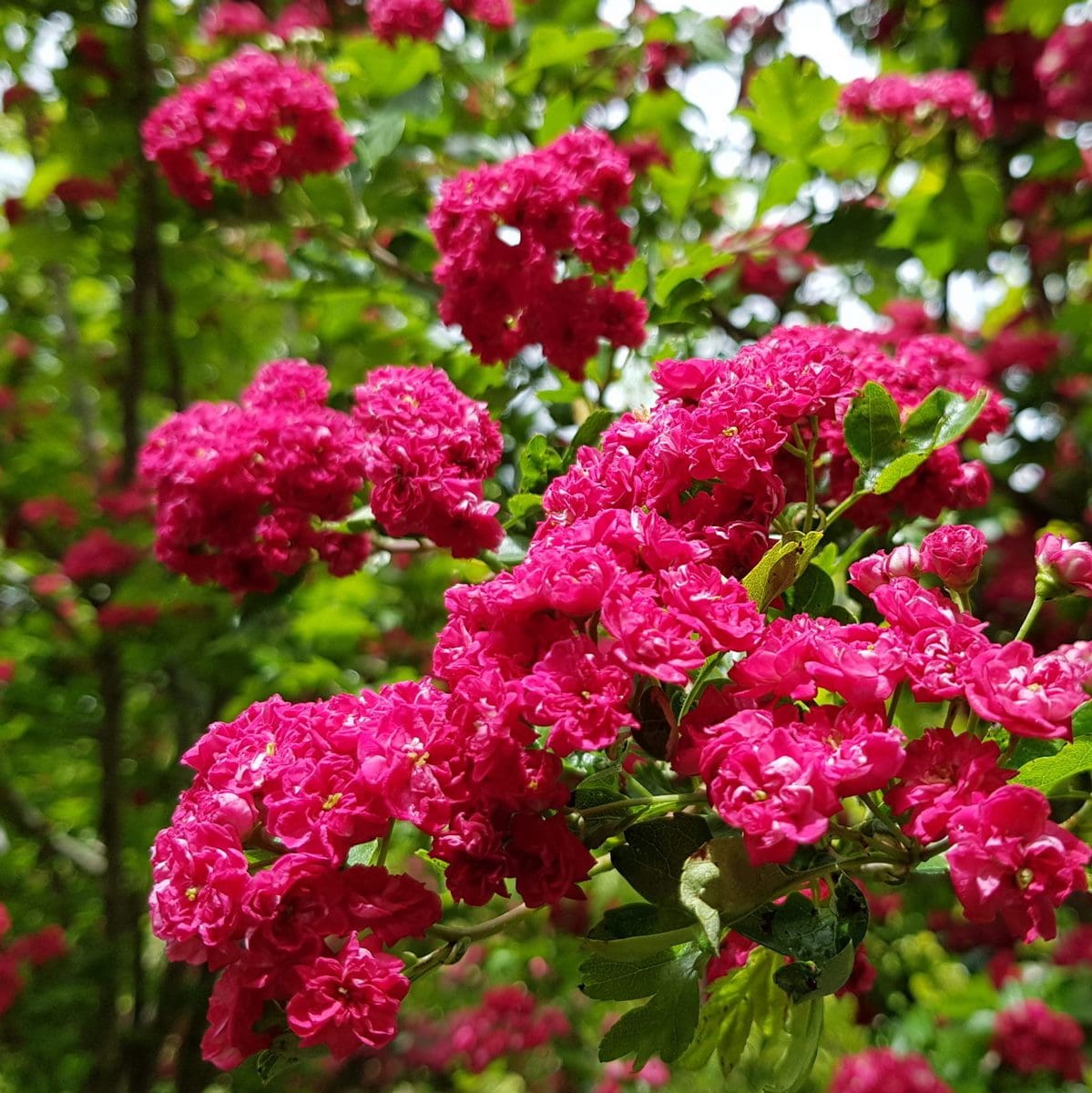 Crataegus Paul's Scarlet - Aubépine Rouge - Arbres et Arbustes/Arbustes ...