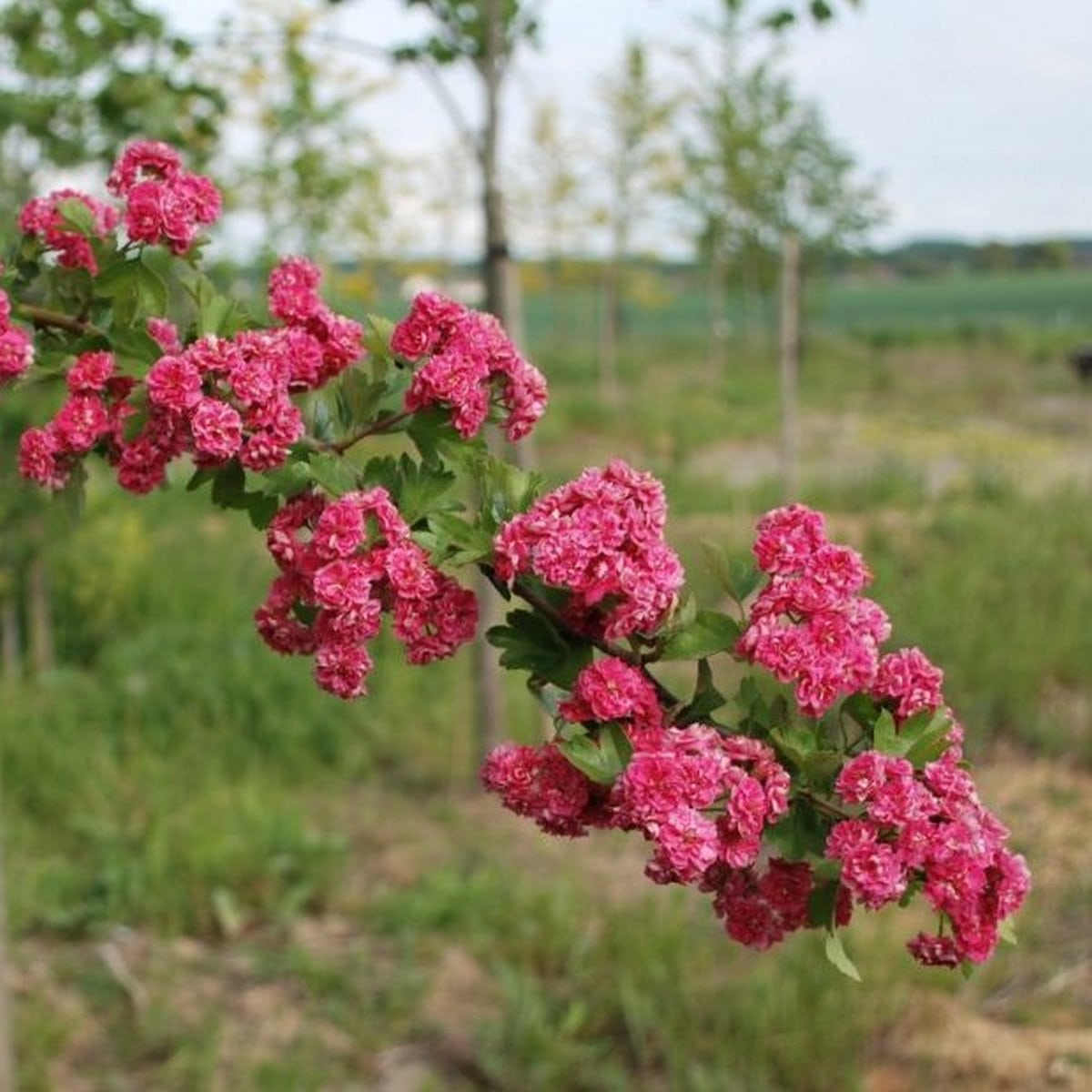 Crataegus Paul's Scarlet - Aubépine Rouge - Arbres et Arbustes/Arbustes ...