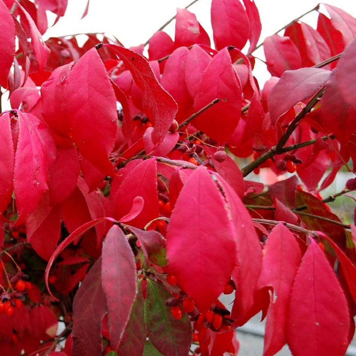 Euonymus Compactus - Fusain ailé nain - Arbres et Arbustes/Arbustes à ...