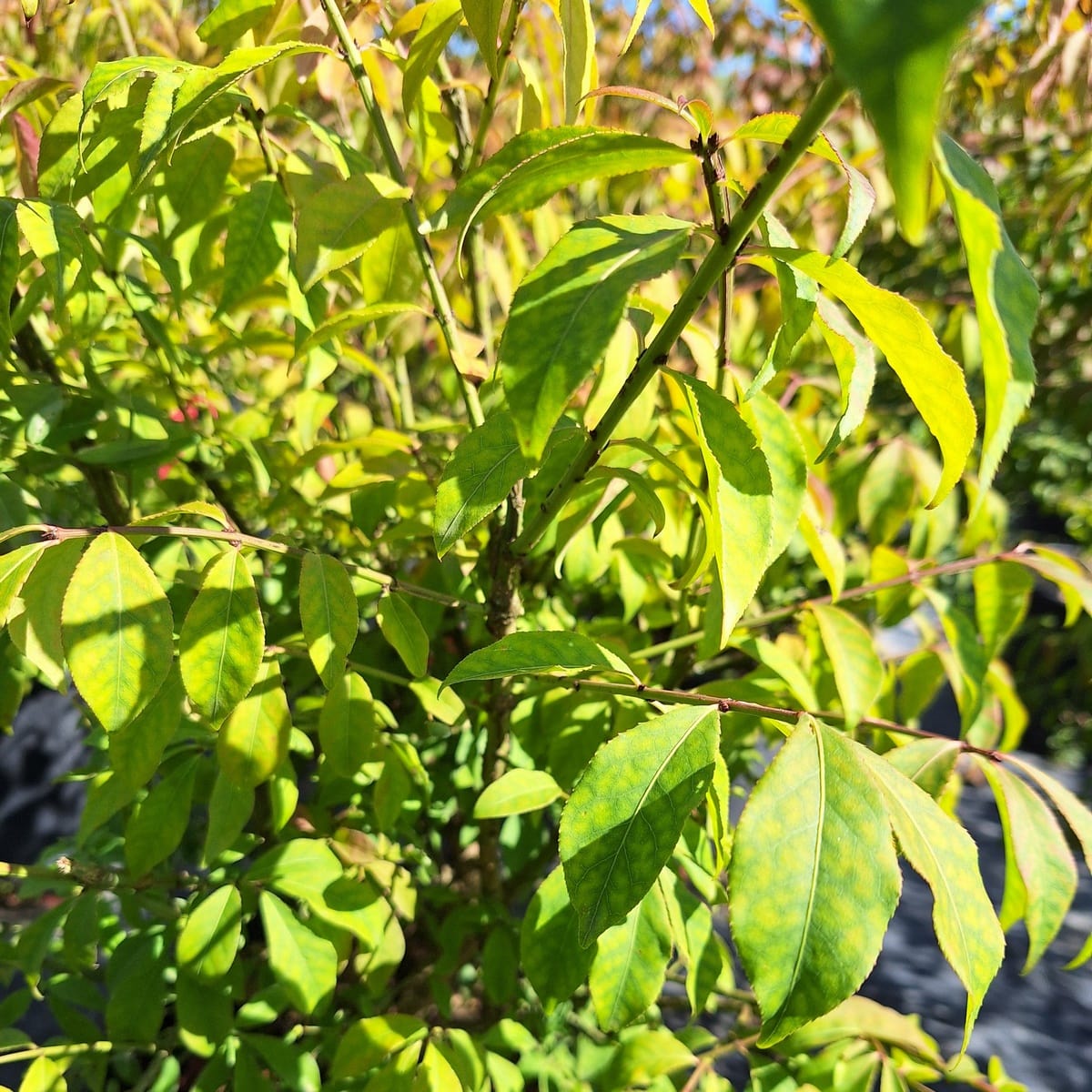 Euonymus Compactus - Fusain ailé nain - Arbres et Arbustes/Arbustes à ...
