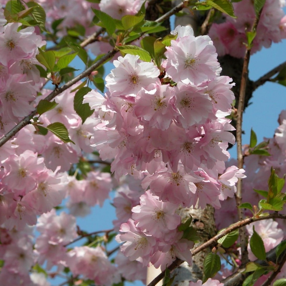 Prunus Accolade - Cerisier du Japon - Arbres et Arbustes/Arbustes à ...