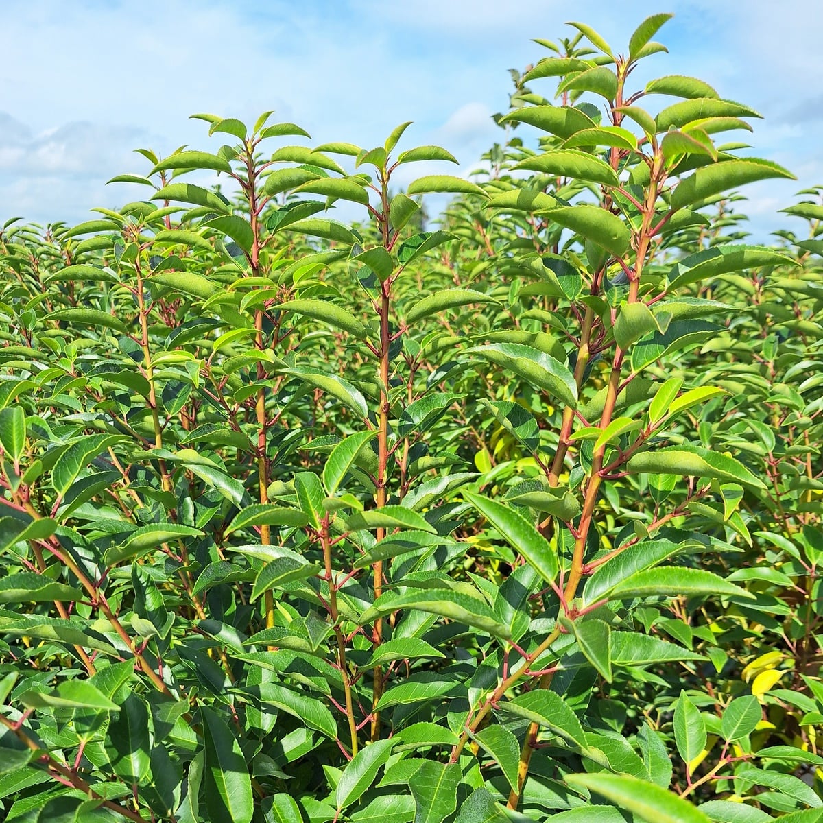 Prunus Angustifolia - Laurier du Portugal Angustifolia - Arbres et ...
