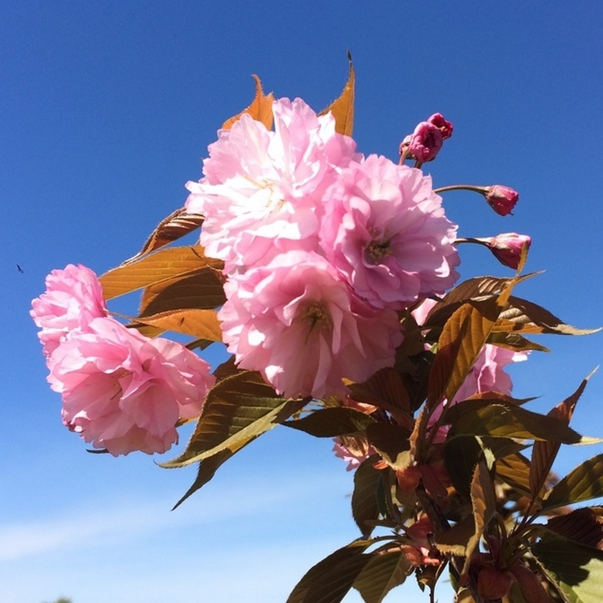 Prunus Kanzan - Cerisier du Japon - Arbres et Arbustes/Arbustes à ...