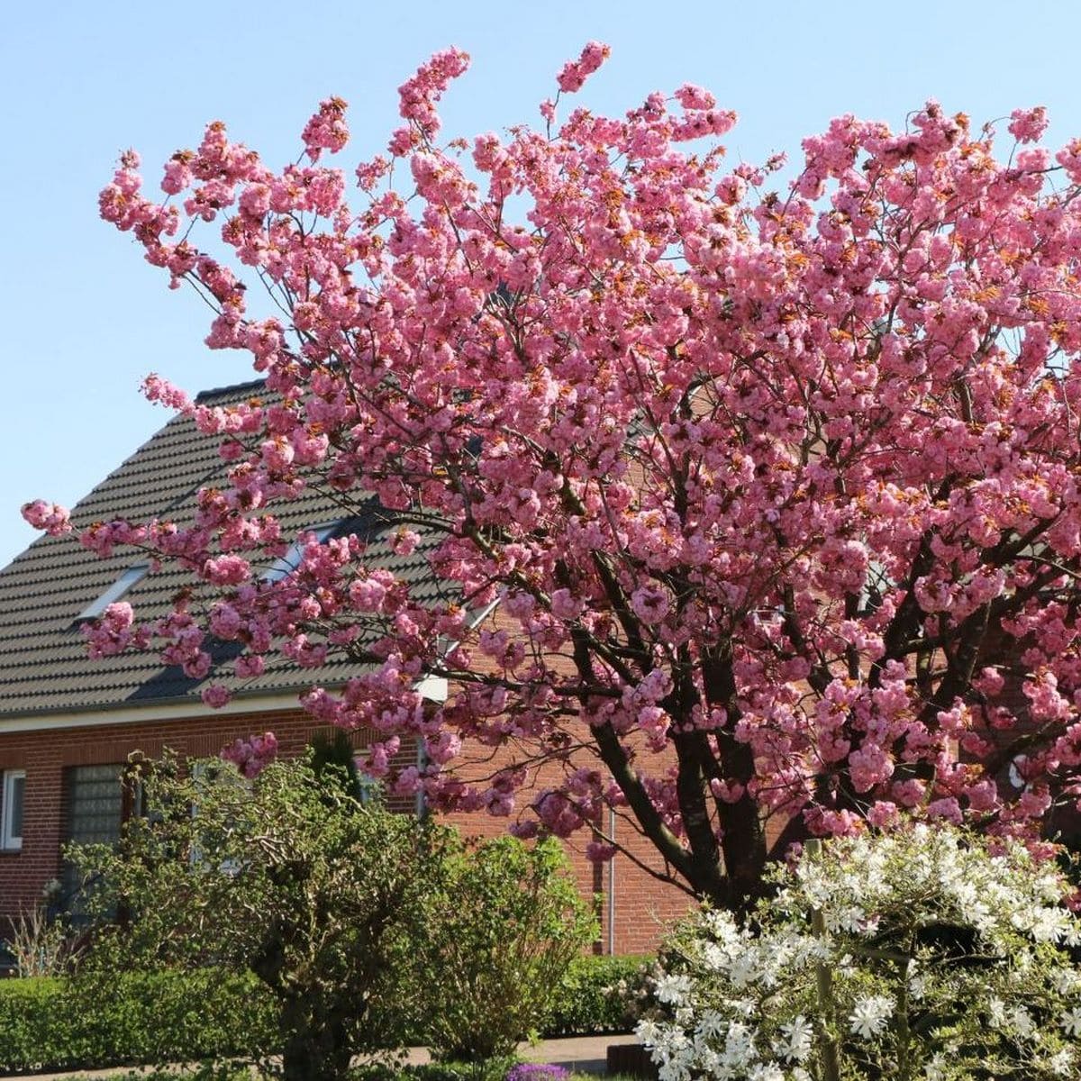 Prunus Kanzan - Cerisier du Japon - Arbres et Arbustes/Arbustes à ...
