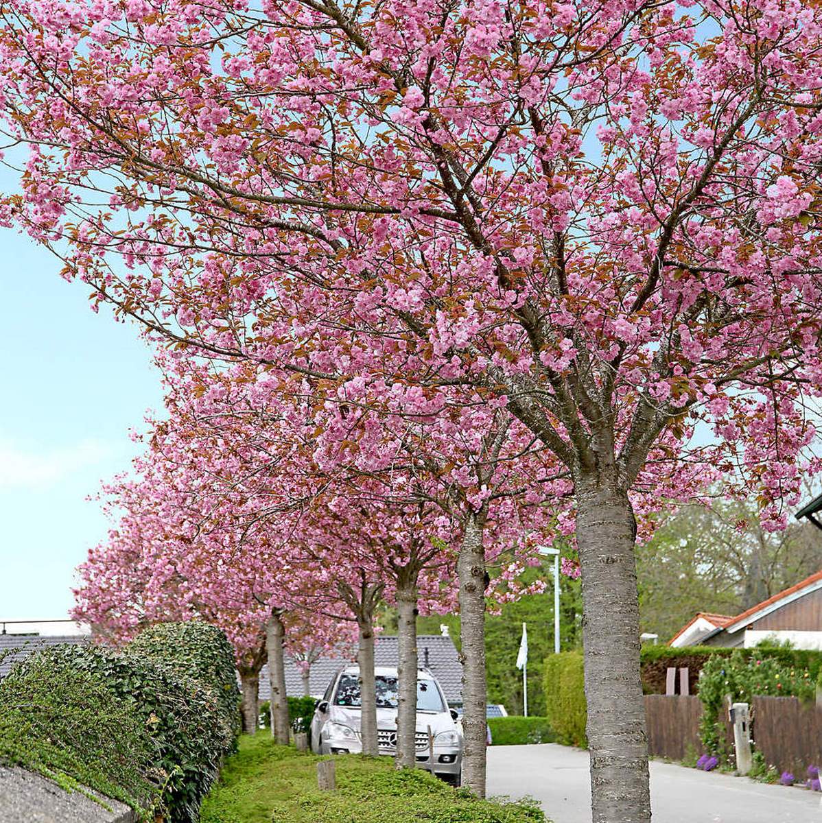 Prunus Kanzan - Cerisier du Japon - Arbres et Arbustes/Arbustes à ...