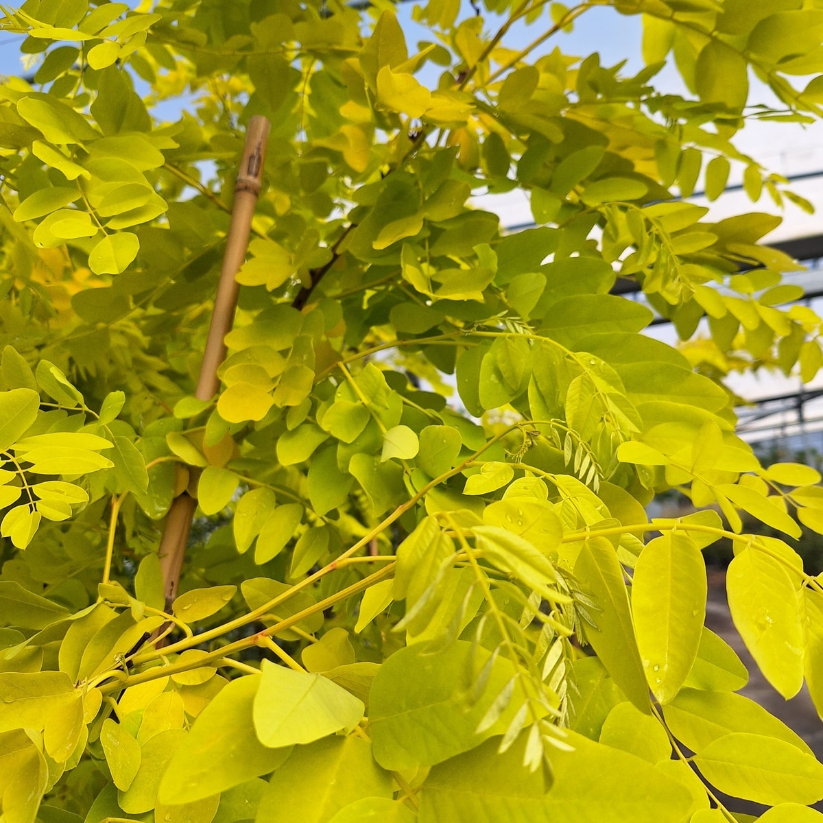 Robinia Frisia - Robinier Doré, Acacia Doré - Arbres et Arbustes ...