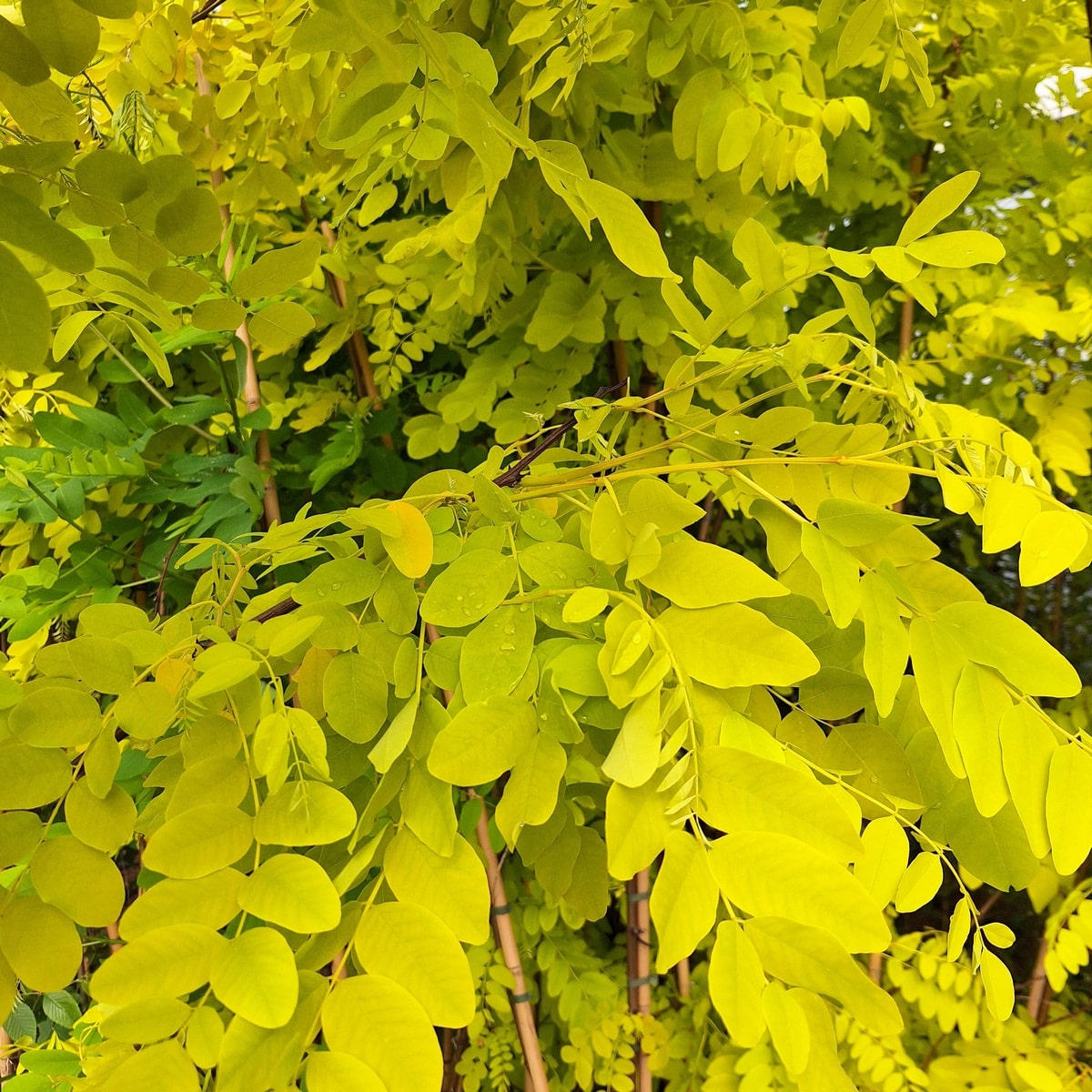Robinia Frisia - Robinier Doré, Acacia Doré - Arbres et Arbustes ...