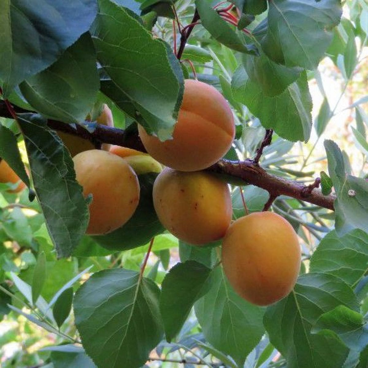 Abricotier Polonais - Arbres Fruitiers - shop-ramette.fr