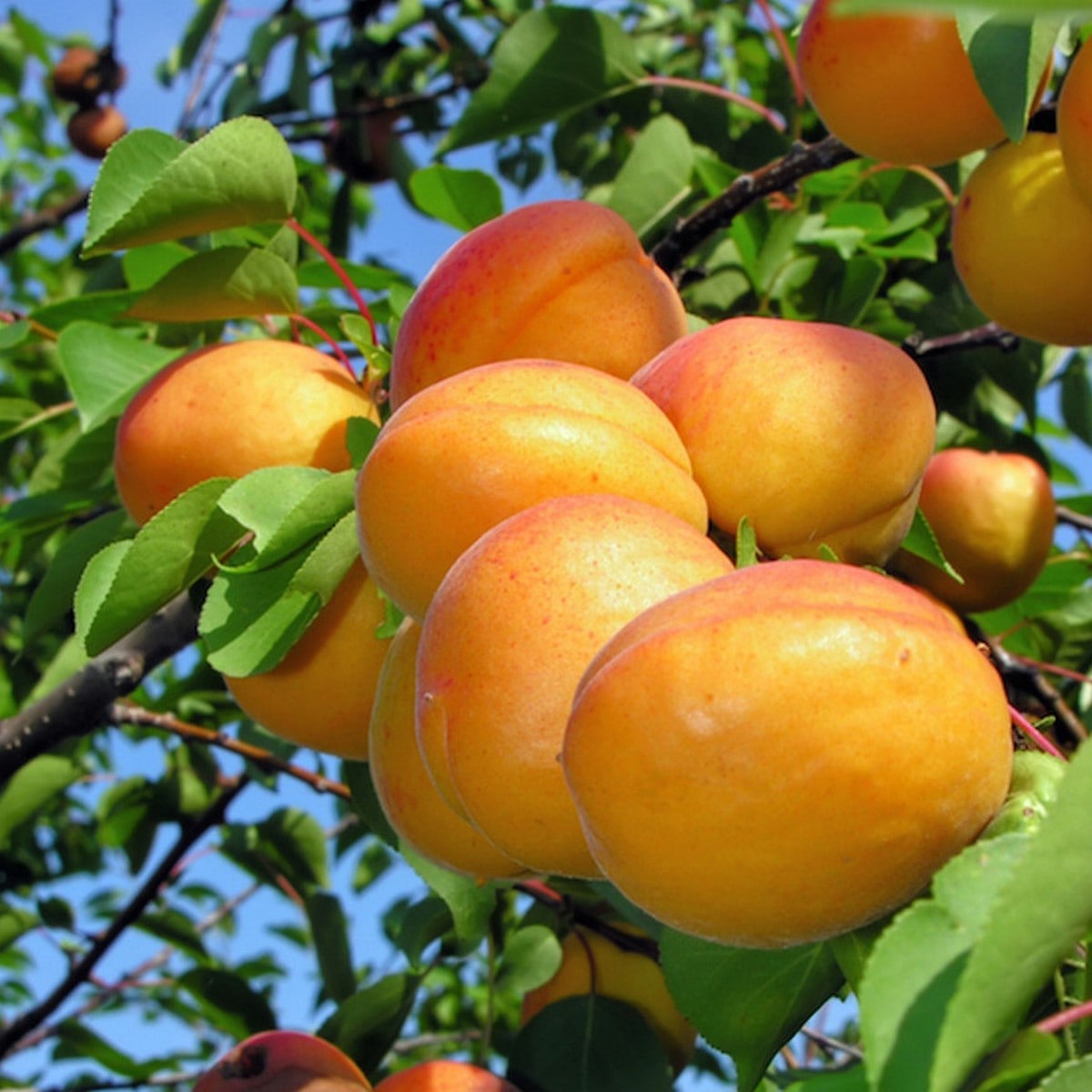 Abricotier Royal - Plants Fruitiers/Arbres Fruitiers - shop-ramette.fr