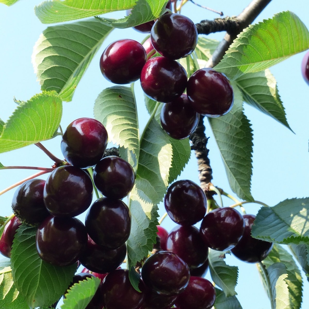 Cerisier Burlat - Cerisier Bigarreau Burlat - shop-ramette.fr