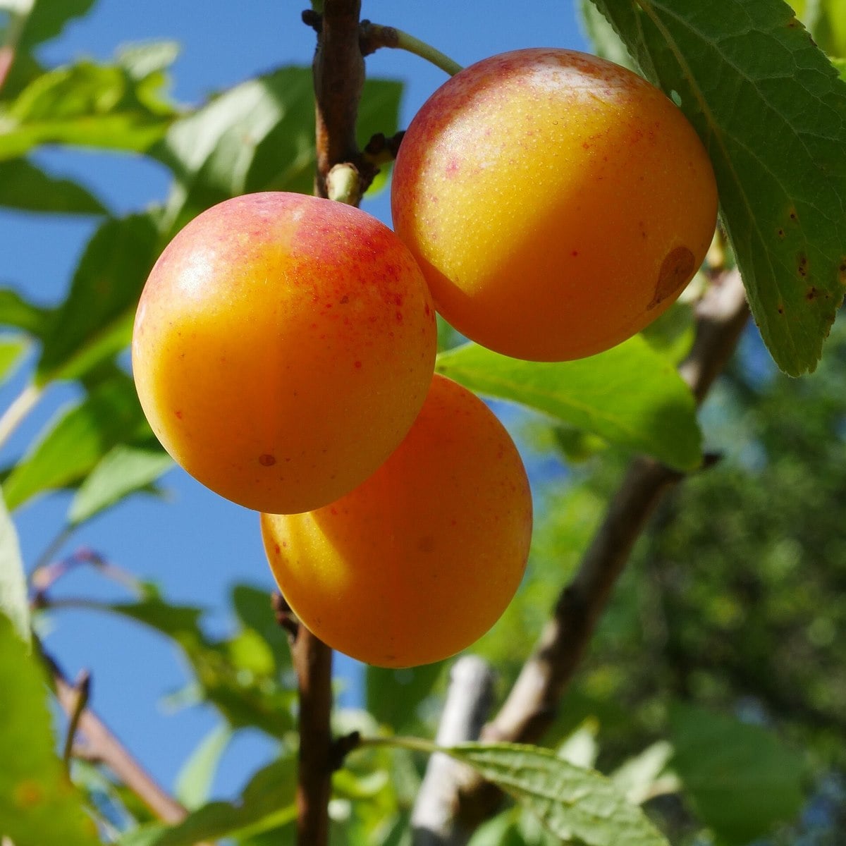 Prunier Mirabelle de Nancy - Plants Fruitiers/Arbres Fruitiers - shop ...