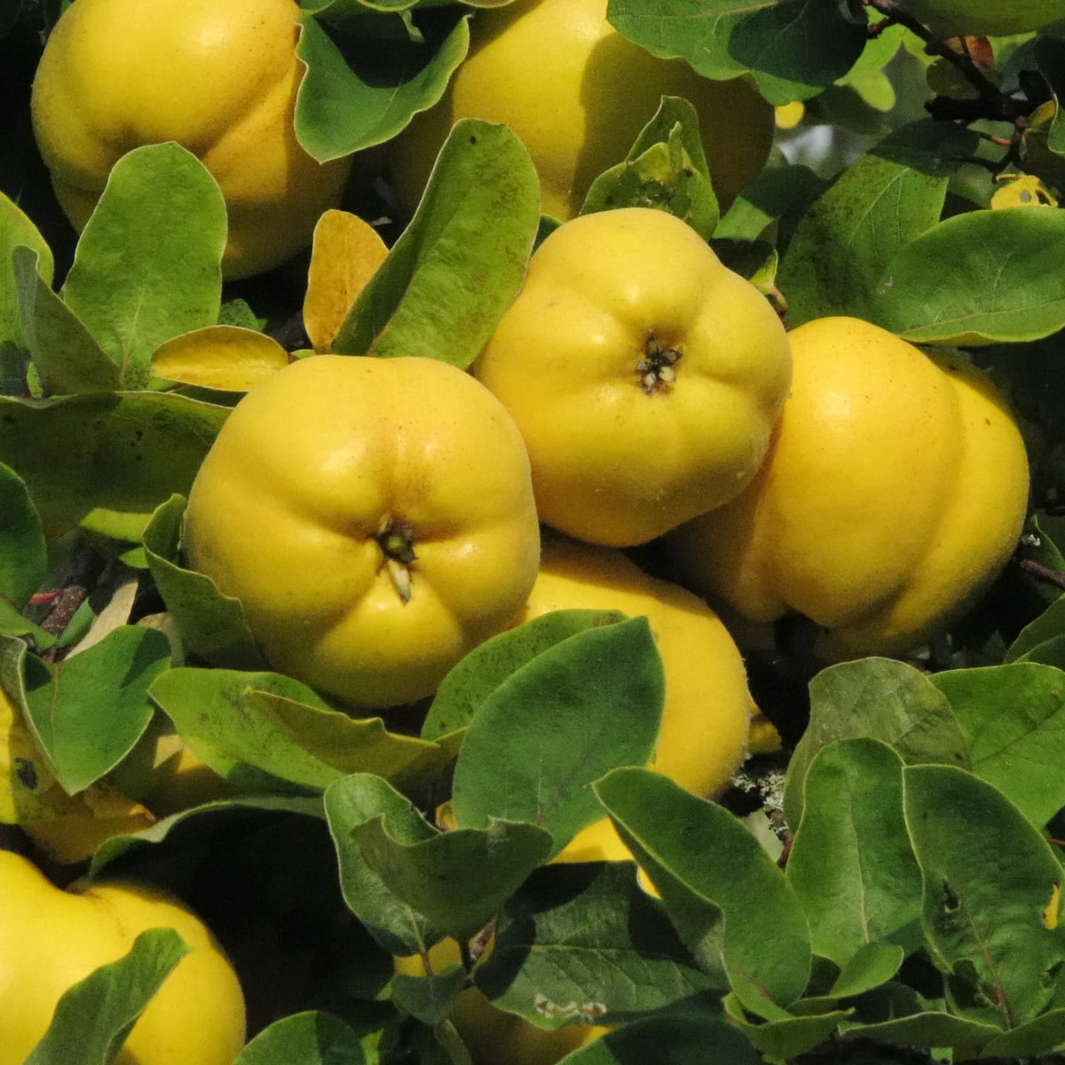 Cognassier Champion - Plants Fruitiers/Arbres Fruitiers - shop-ramette.fr