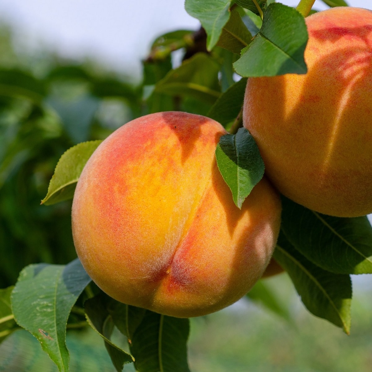Pêcher Amsden - Plants Fruitiers/Arbres Fruitiers - shop-ramette.fr