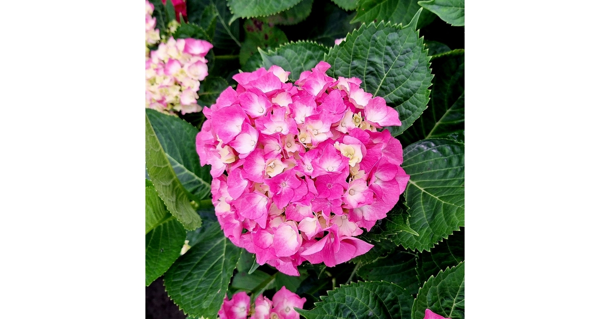 Hortensia Berlin - Hydrangea Berlin - Plantes de Terre de Bruyère ...