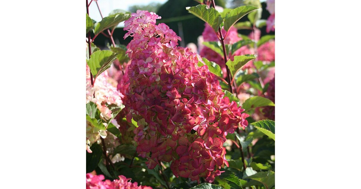 Hydrangea Fraise Melba - Hortensia Paniculé Fraise Melba - Plantes de ...