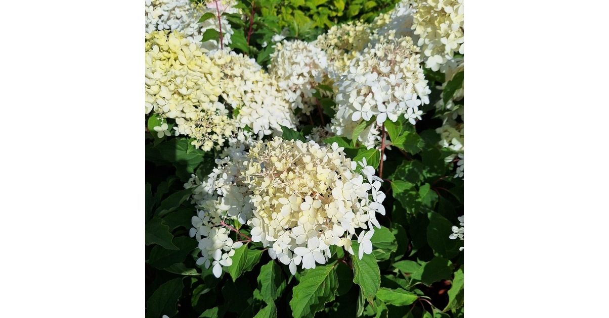 Hydrangea Phantom - Hortensia Paniculé Phantom - Plantes de Terre de ...