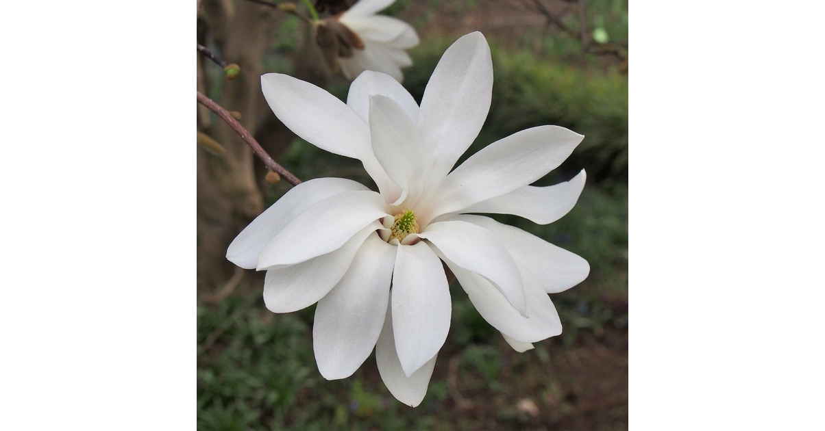 Magnolia Stellata - Magnolia Etoilé - Plantes de Terre de Bruyère ...