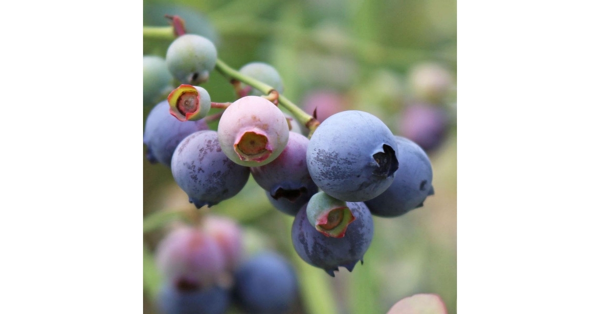Myrtillier Goldtraube - Myrtille d'Amérique - Plants de Petits Fruits ...