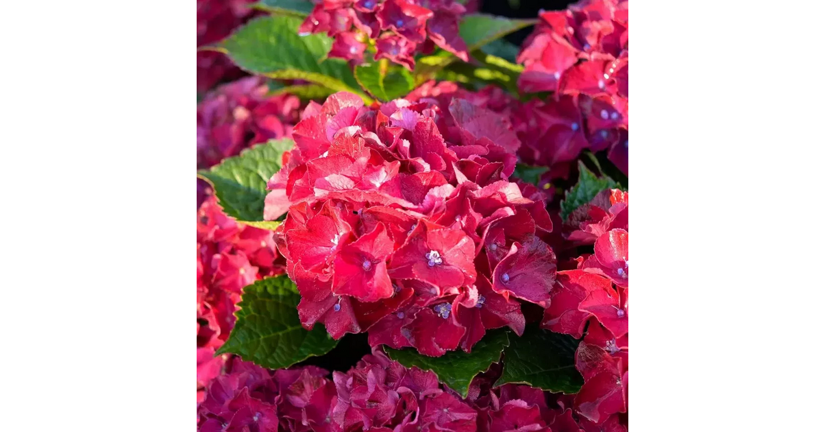 Hortensia Royal Red - Hydrangea Royal Red - Plantes de Terre de Bruyère ...