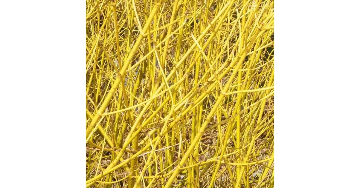 Cornus Flaviramea - Cornouiller à bois jaune - Arbustes à Bois coloré ...