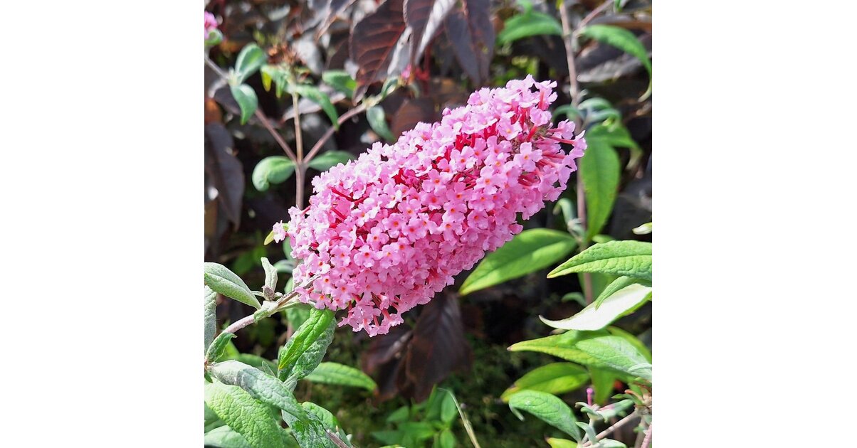 Buddleja Pink Delight - Arbre aux papillons - Buddleia - Arbres et ...
