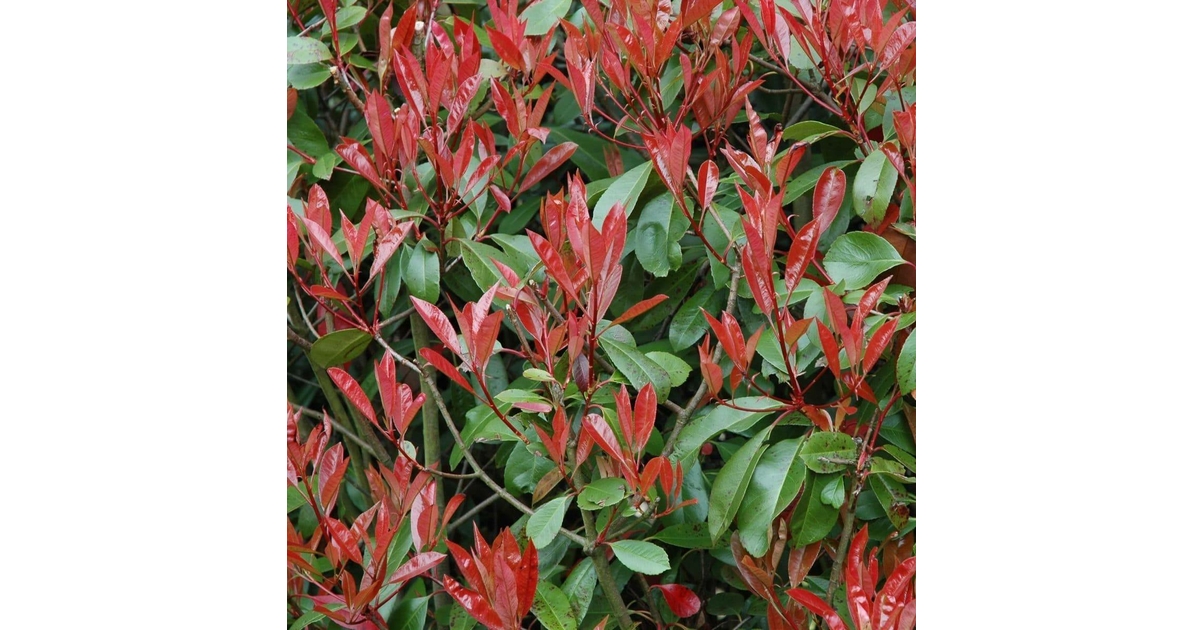 Photinia Red Robin - Laurier à feuilles rouge - Arbres et Arbustes ...
