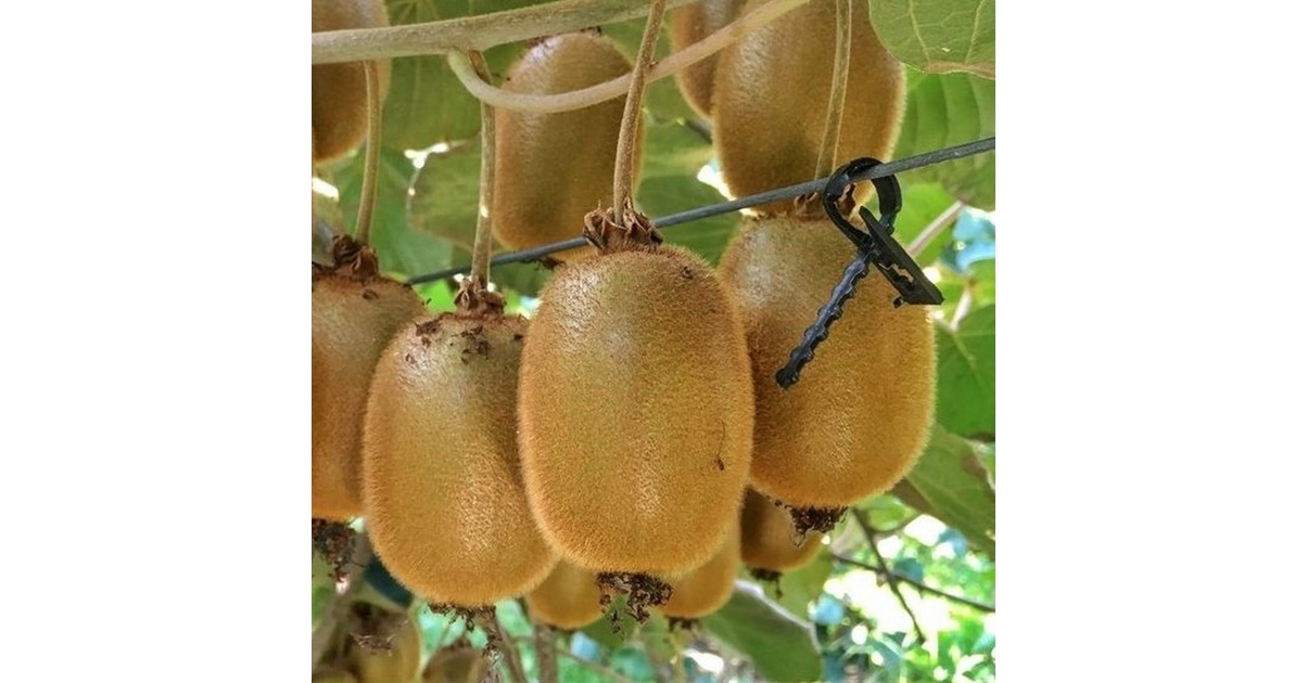Kiwi Hayward - Actinidia Femelle - Plants Fruitiers/Plants de Petits ...