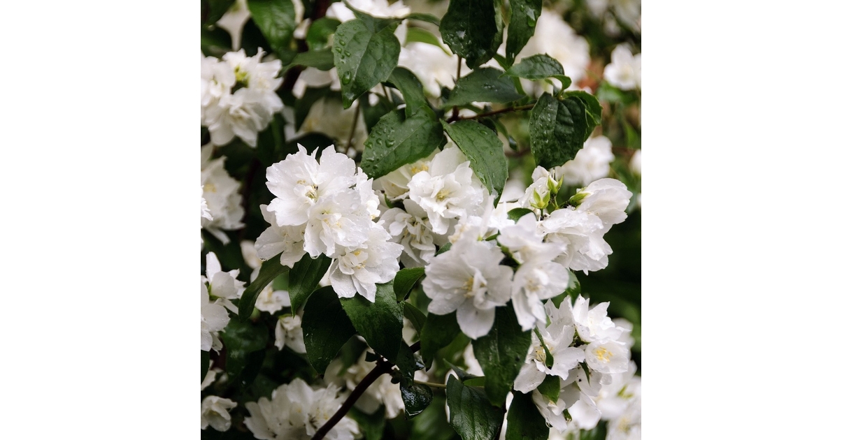 Philadelphus Virginal - Seringat - Arbres et Arbustes/Arbustes à Fleurs ...
