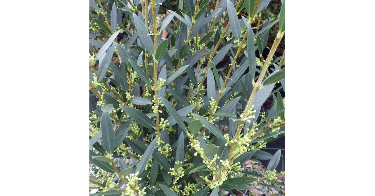 Phillyrea angustifolia - Filaire - Arbres et Arbustes/Arbustes à ...