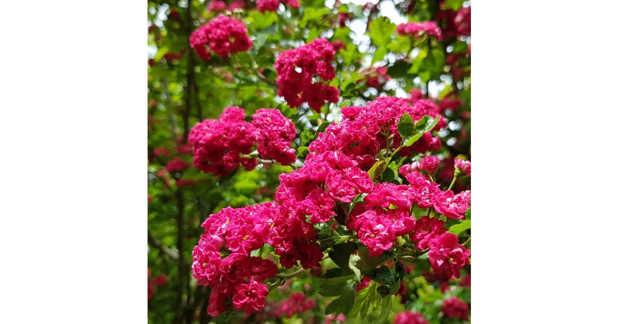 Crataegus Paul's Scarlet - Aubépine Rouge - Arbres et Arbustes/Arbustes ...