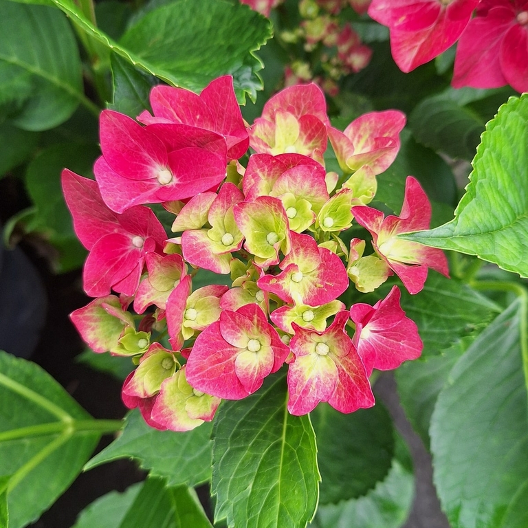 Hortensia Green Shadow - Hydrangea Green Shadow - Plantes de Terre de ...
