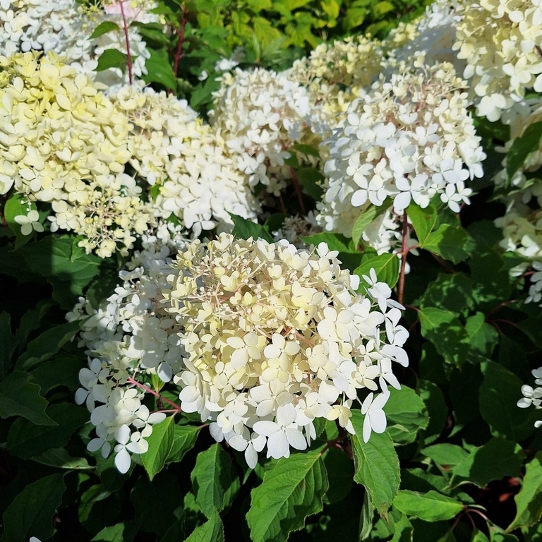 Hydrangea Phantom - Hortensia Paniculé Phantom - Plantes de Terre de ...