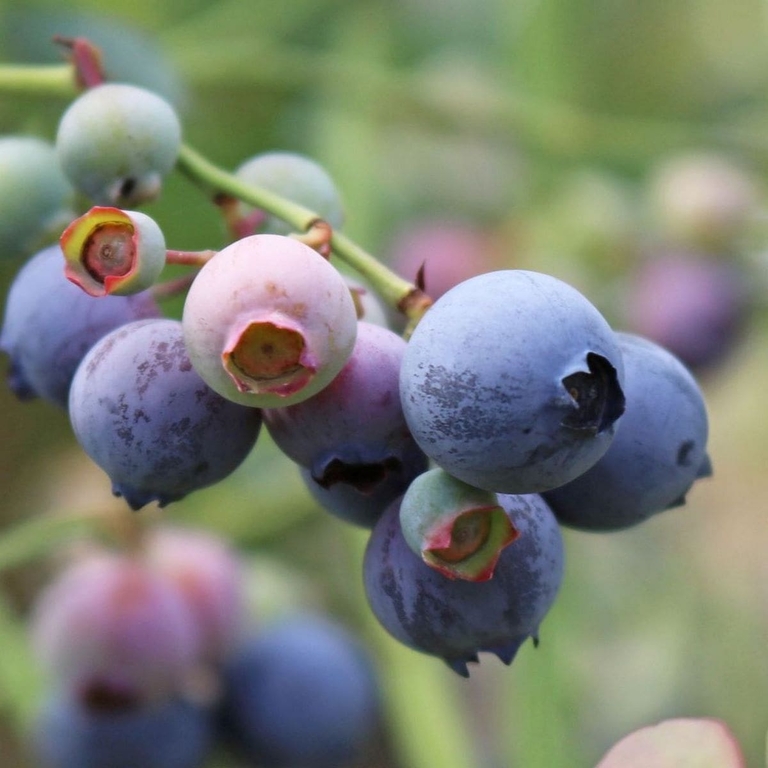 Myrtillier Goldtraube - Myrtille d'Amérique - Plants de Petits Fruits ...