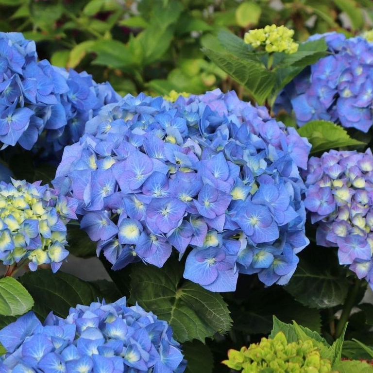 Hortensia Bela - Hydrangea Bela - Plantes de Terre de Bruyère - shop ...