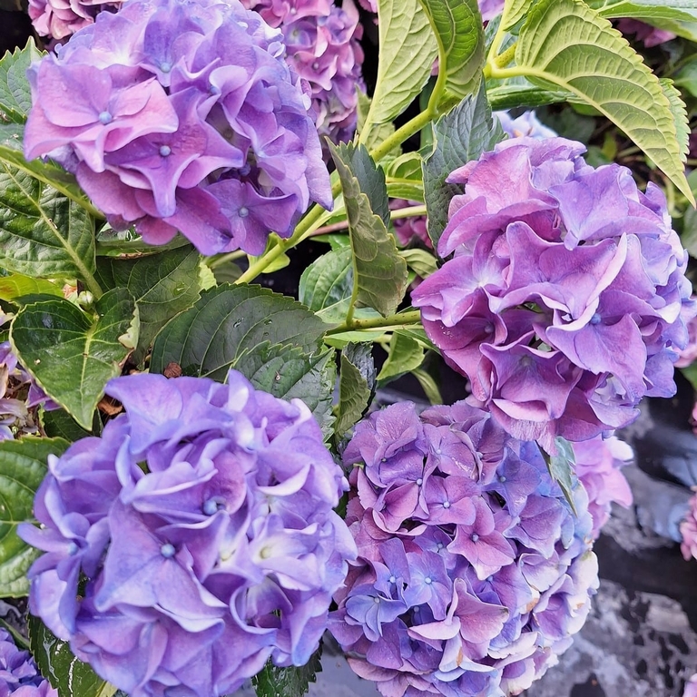 Hortensia Early Blue - Hydrangea Early Blue - Plantes de Terre de ...